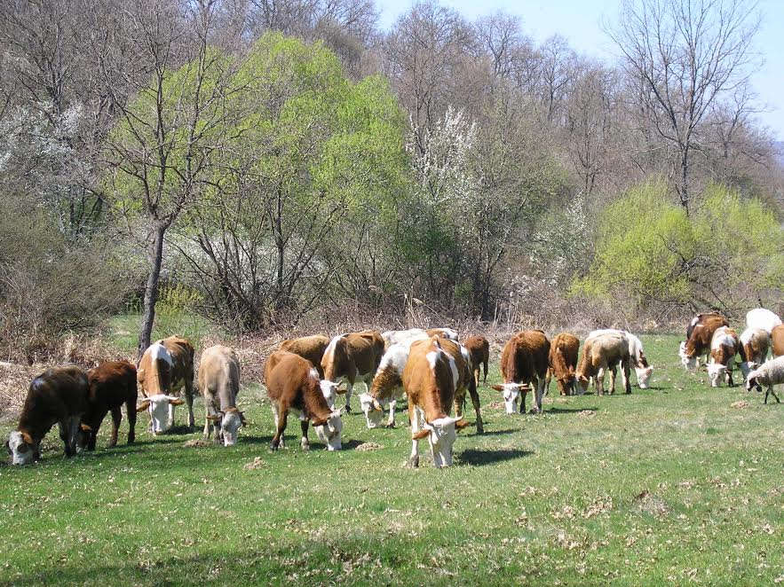 Opština pokriva deo troškova za osemenjavanje krava i junica - Bujanovačke